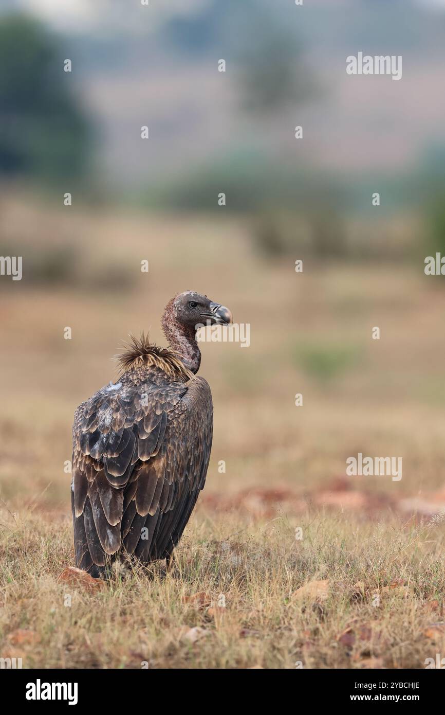 Long-billed Vulture - An endangered and vulnerable specie of vultures ...