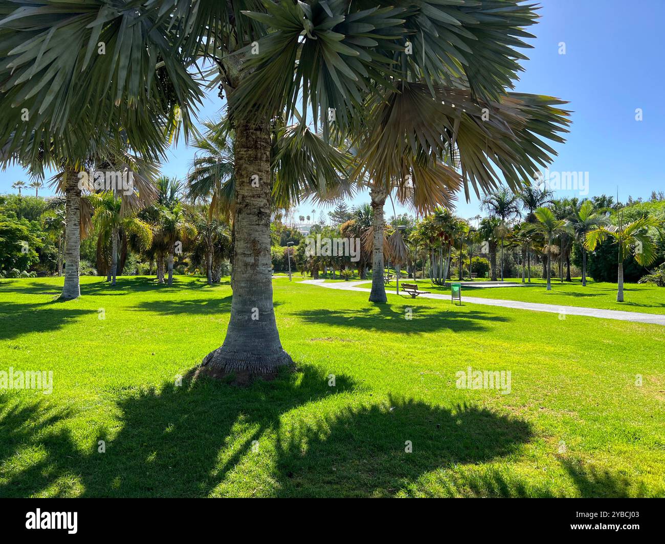 Bismarckia Nobilis palm trees in a park in Maspalomas, Gran Canaria ...