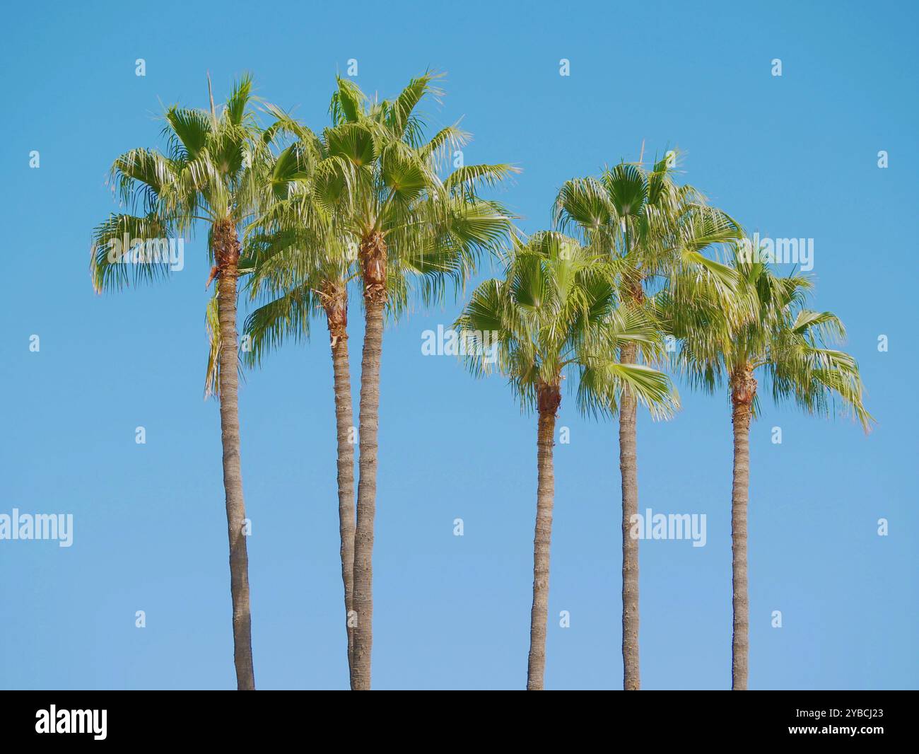 Washingtonia Robusta palm trees at the background of the blue sky ...