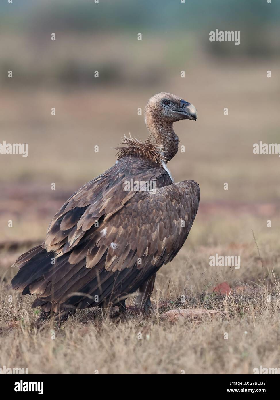 Eurasian Griffon Vulture - An winter visitor bird to North and Western ...