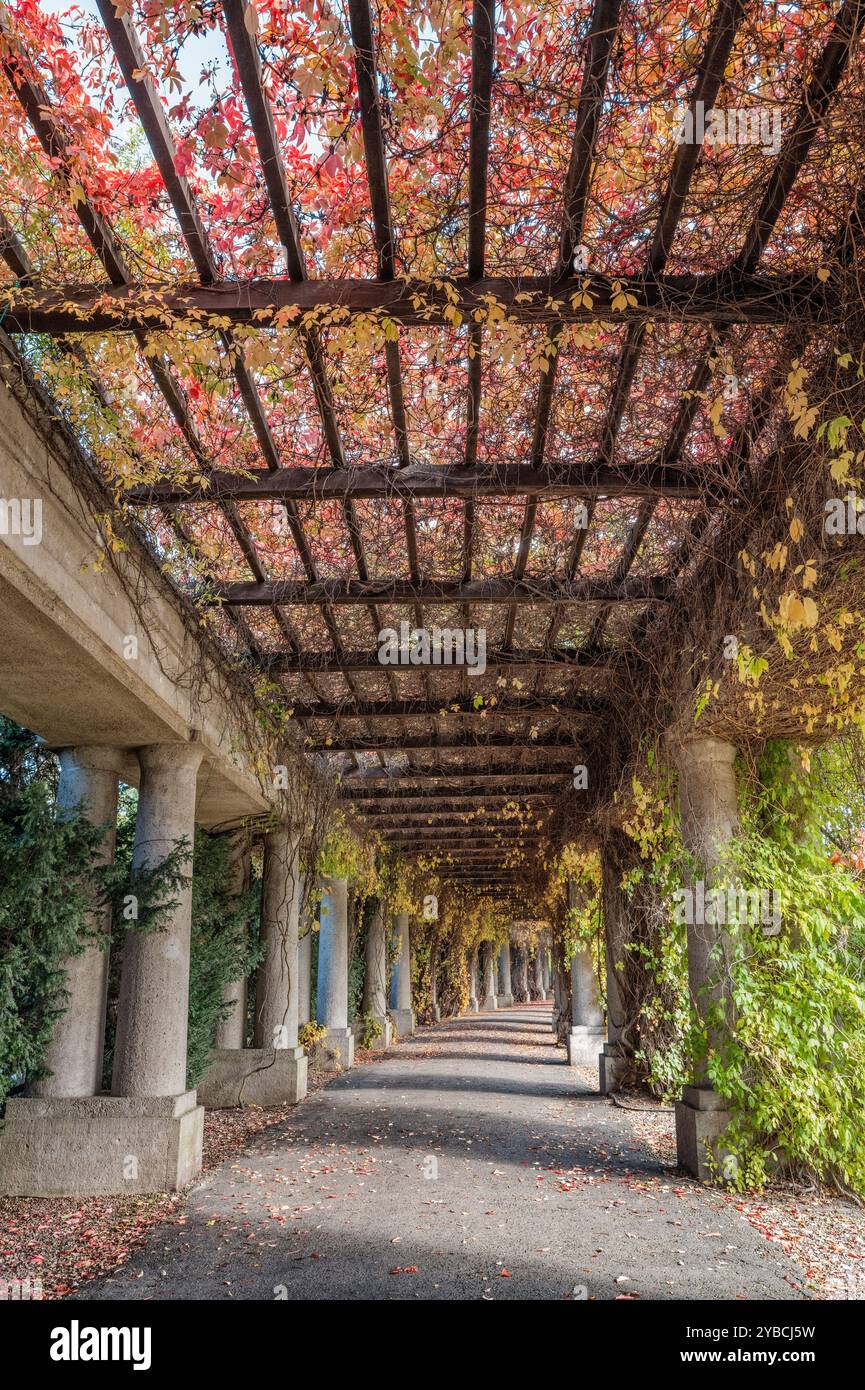 Enchanting path through a vine-covered pergola, offers a serene and ...