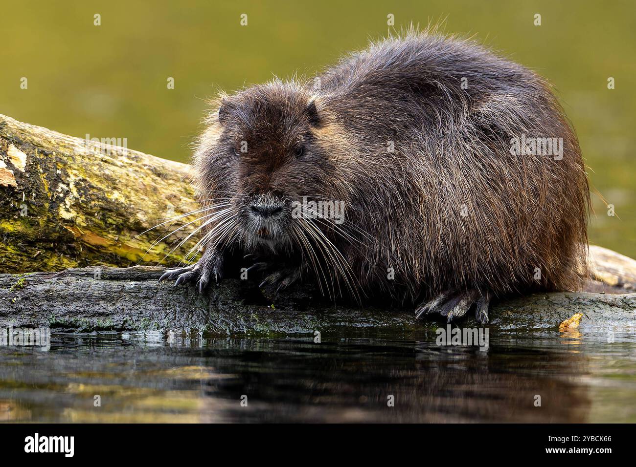 Nutria, Myocastor coypus, Biberratte *** Nutria, Myocastor coypus ...