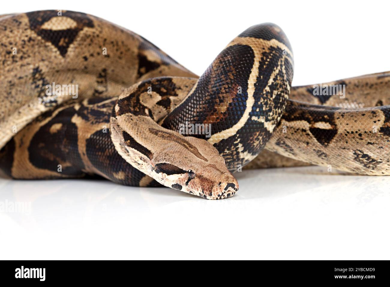 Boa Constrictor snake in studio isolated on white background Stock ...