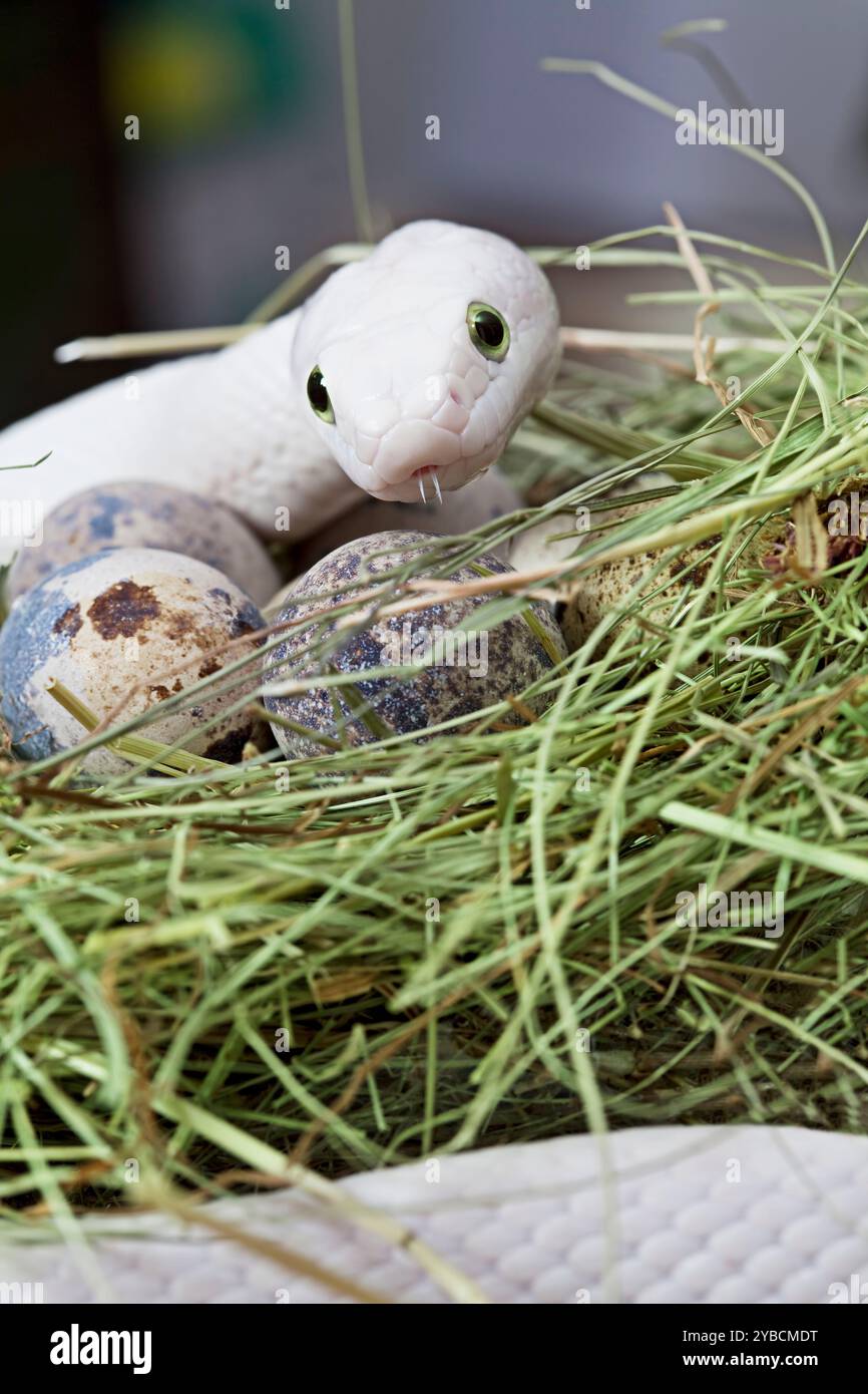 White Texas rat snake on a clutch of eggs Stock Photo - Alamy