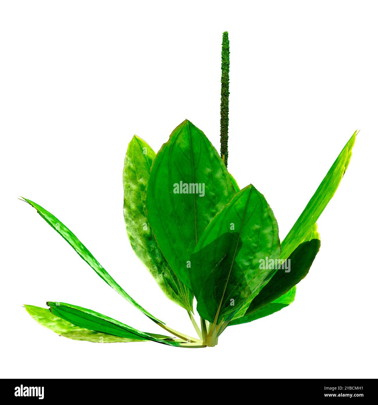 3D rendering of a common plantain plant or Plantago major or broadleaf ...
