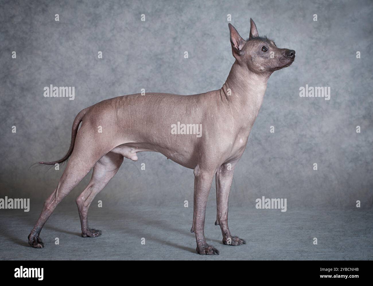 Mexican xoloitzcuintle male dog against grey background Stock Photo - Alamy