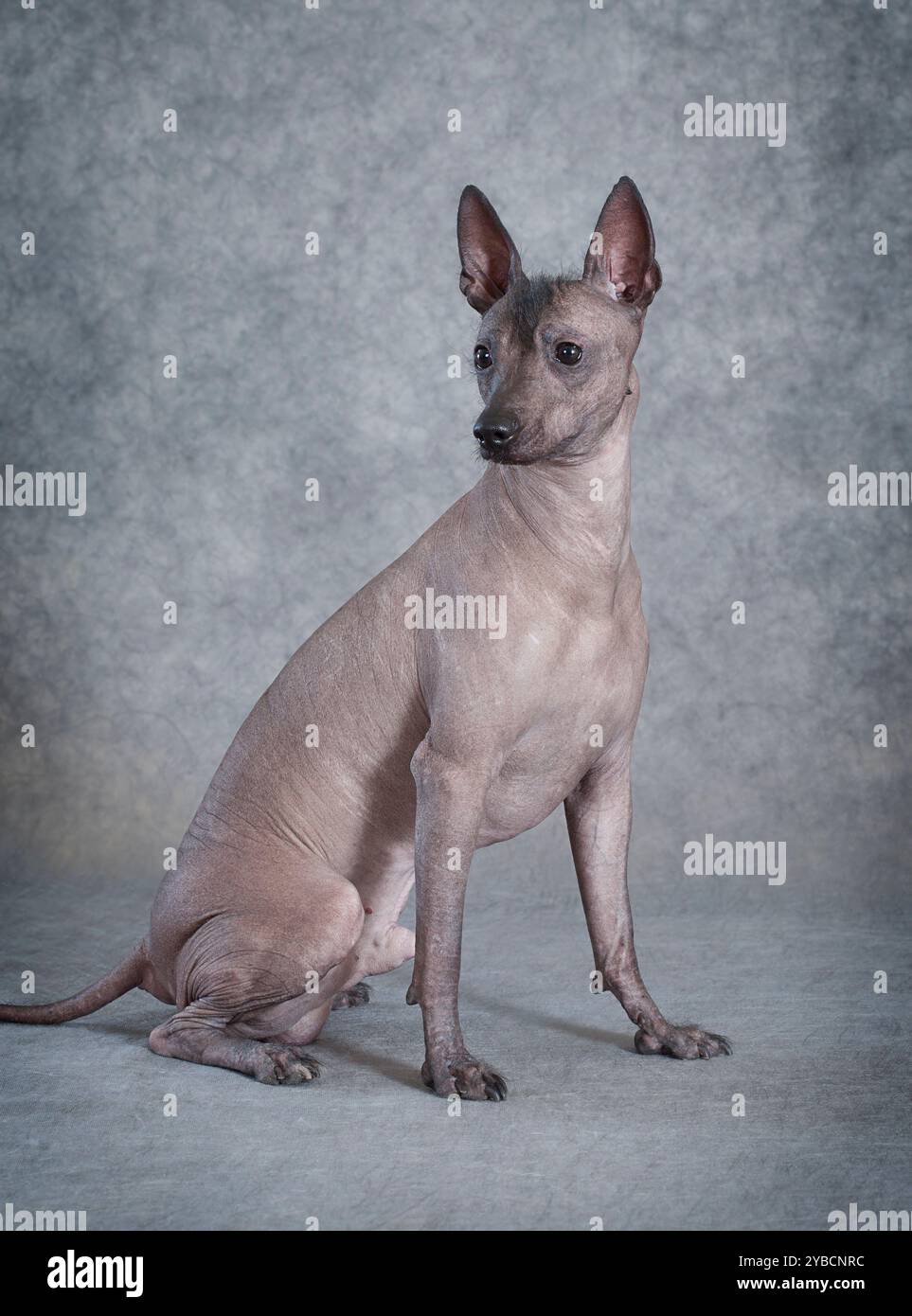 Mexican xoloitzcuintle dog sitting against grey background Stock Photo ...
