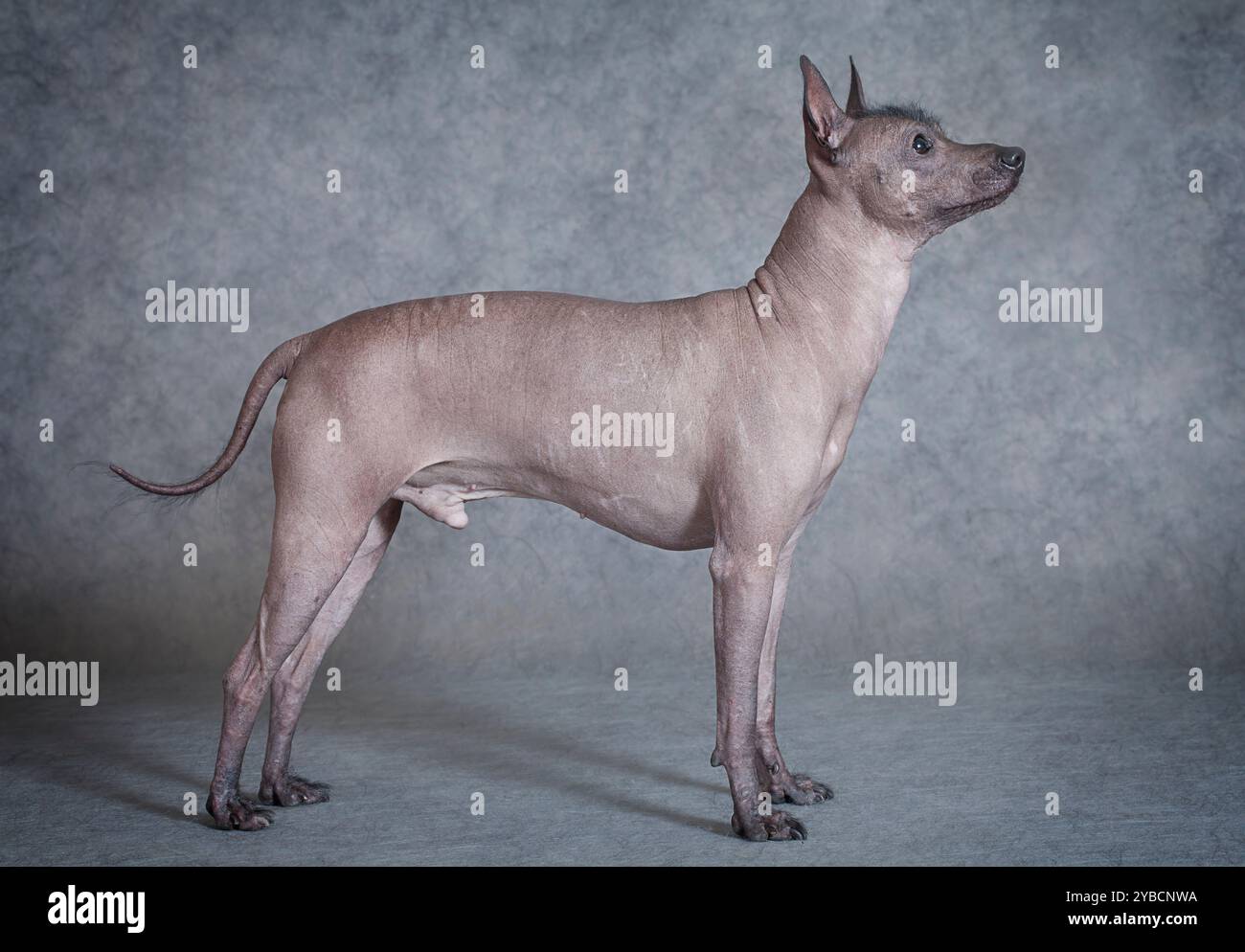Mexican hairless xoloitzcuintle male dog against grey background Stock ...