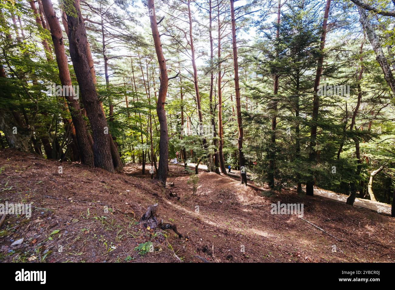 Arakurayama Sengen Park in Japan Stock Photo - Alamy
