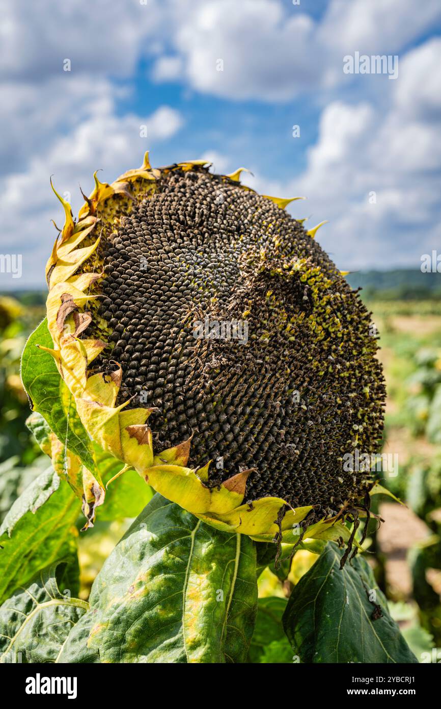 Sunflower, Helianthus annuus, seed heads in Southern France Stock Photo ...
