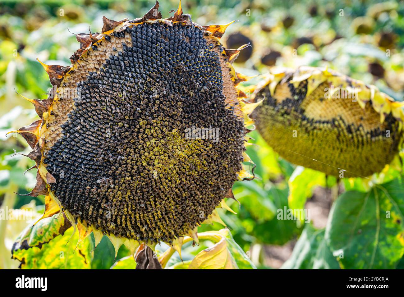 Sunflower, Helianthus annuus, seed heads in Southern France Stock Photo ...