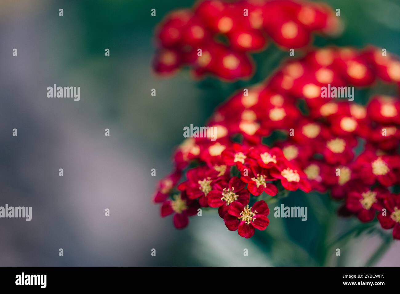 Red tiny blooms on blurred background. Macro flower. Yarrow Achillea ...