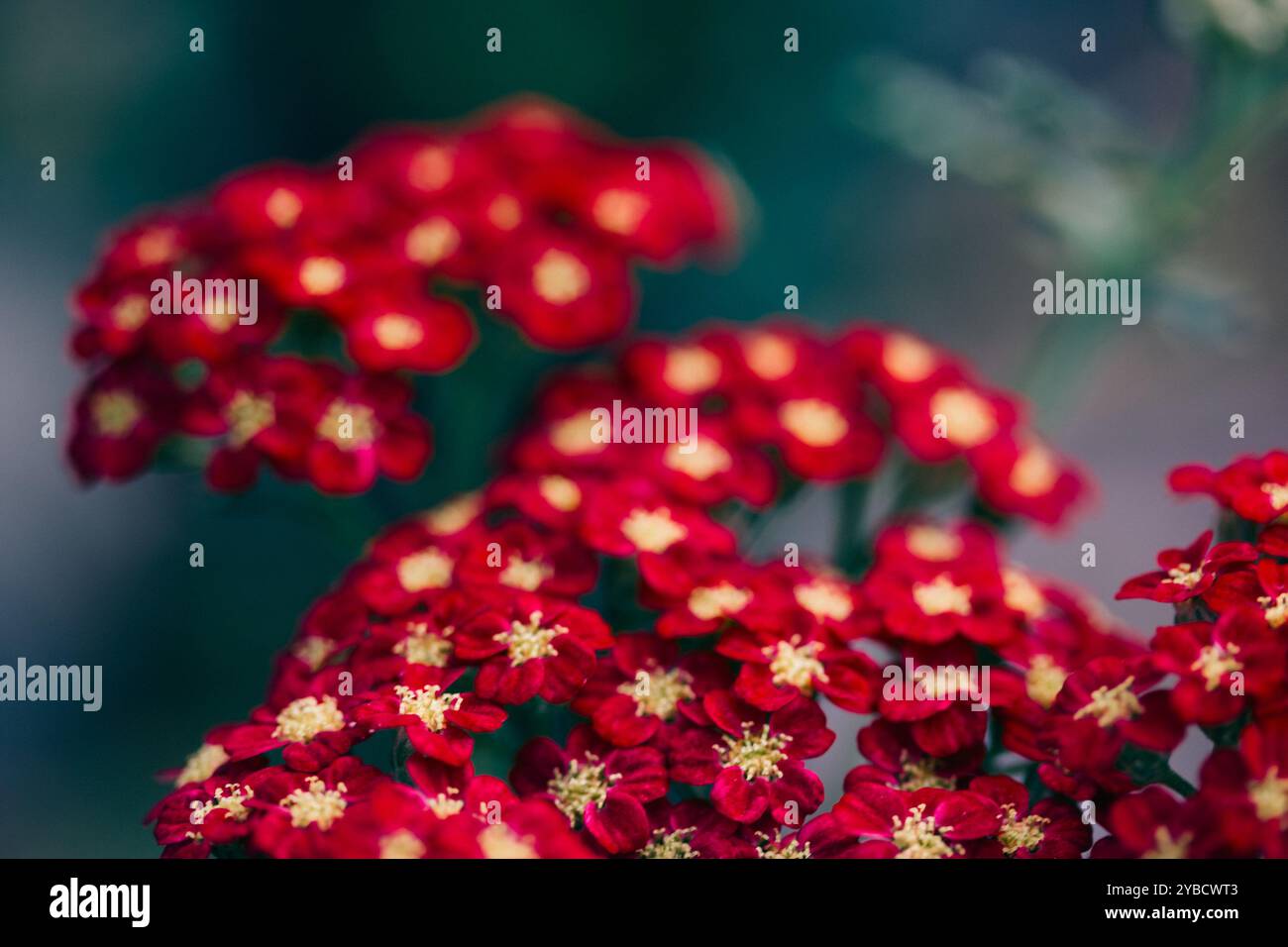 Red tiny blooms on blurred background. Macro flower. Yarrow Achillea ...