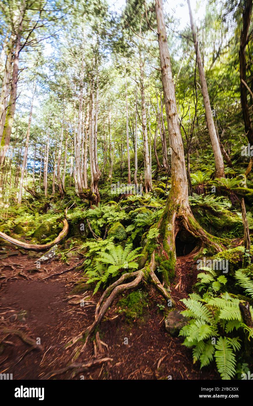 Tateshina Otaki Falls in Japan Stock Photo - Alamy
