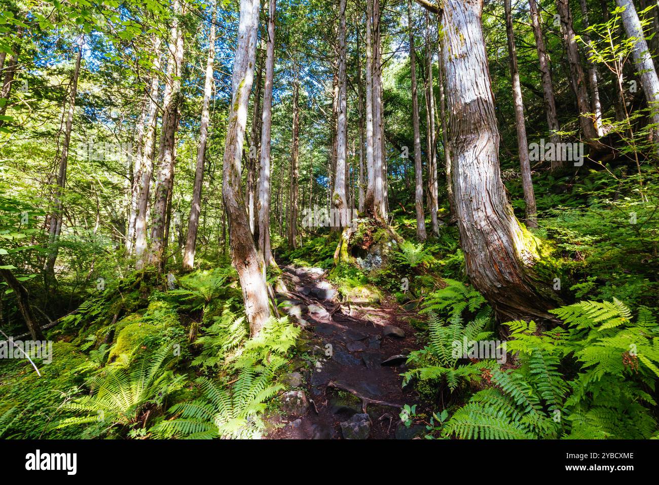 Tateshina Otaki Falls in Japan Stock Photo - Alamy