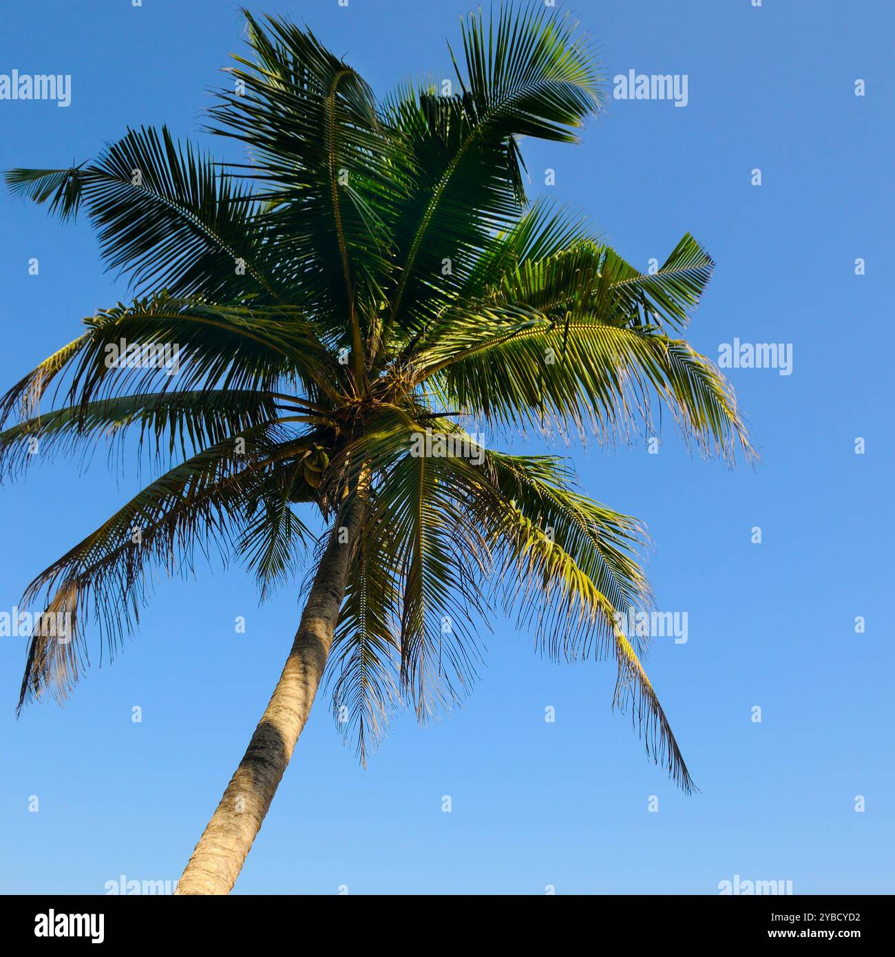 Crown of coconut palm tree against blue sky. Concept - vacation and ...