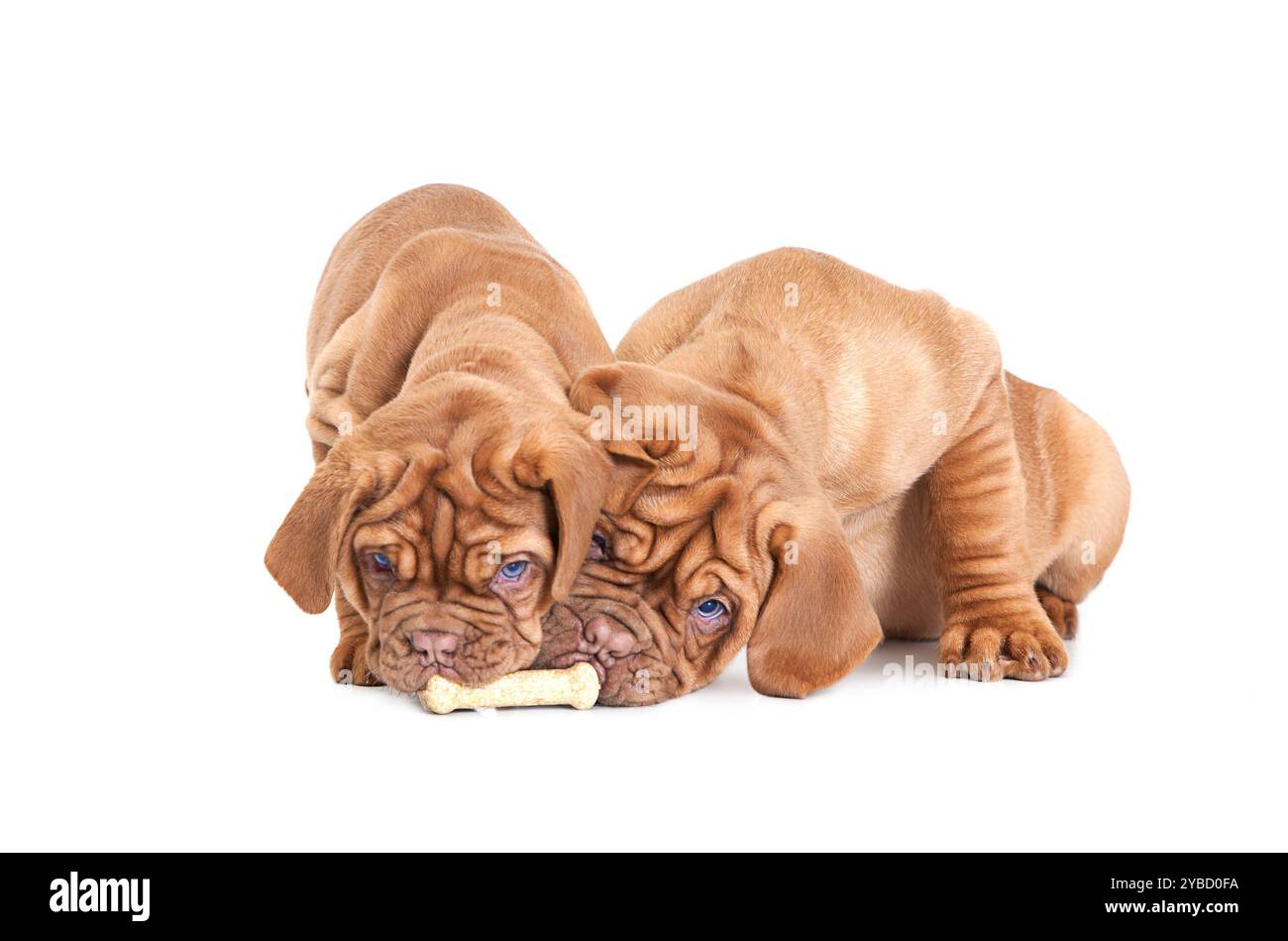 Two cute young French Mastiff breed pups competing for a bone Stock ...