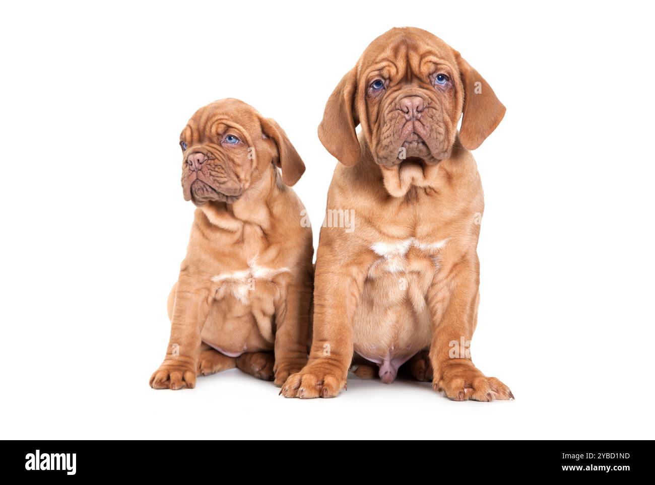 Portrait of two French Mastiff pups against white background, 9 months ...
