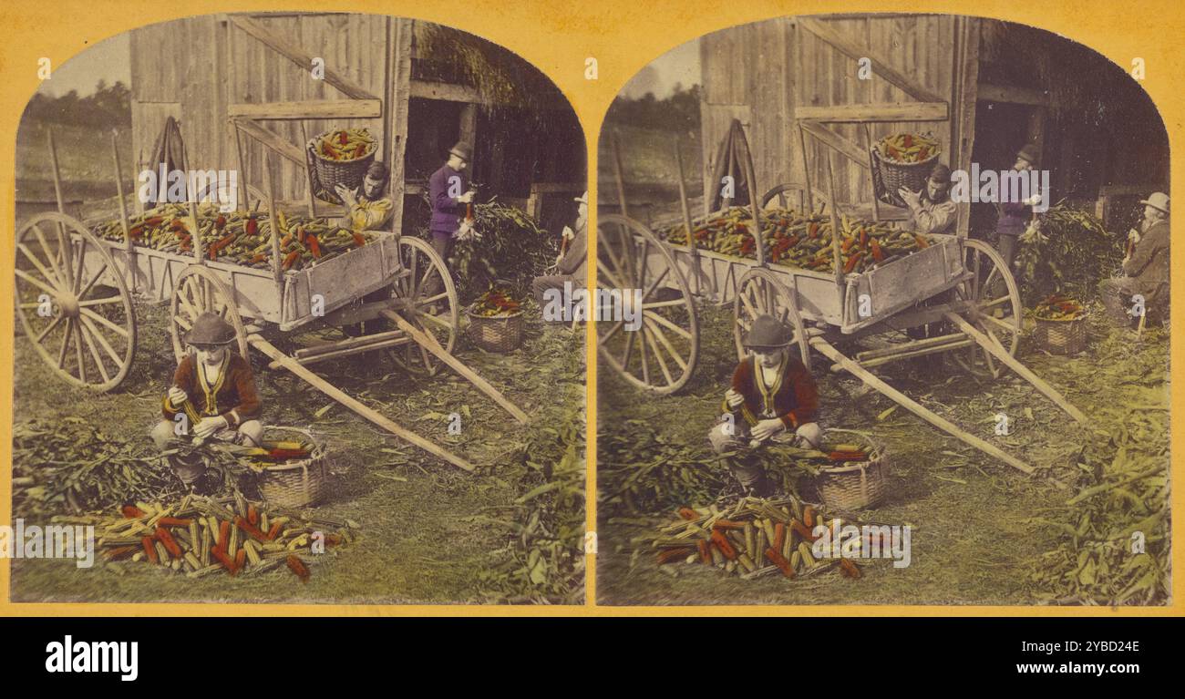 Husking Scene., about 1870-1880 Stock Photo - Alamy