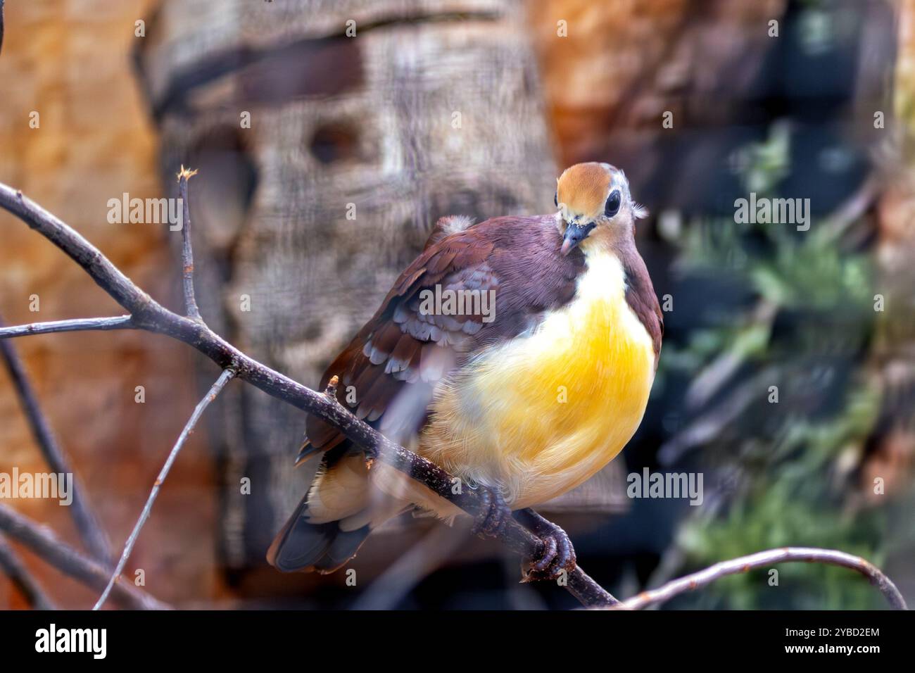 The Purple Quail-Dove feeds on seeds and fruits. This photo was taken ...