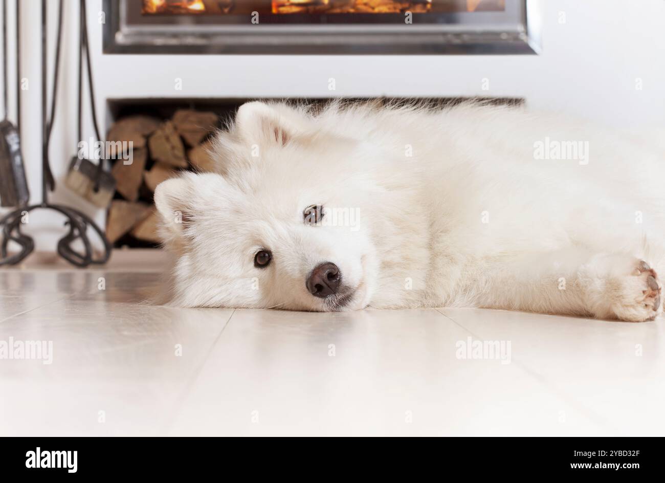 Samoyed dog lying on a floor at home by fireplace, looking at camera ...