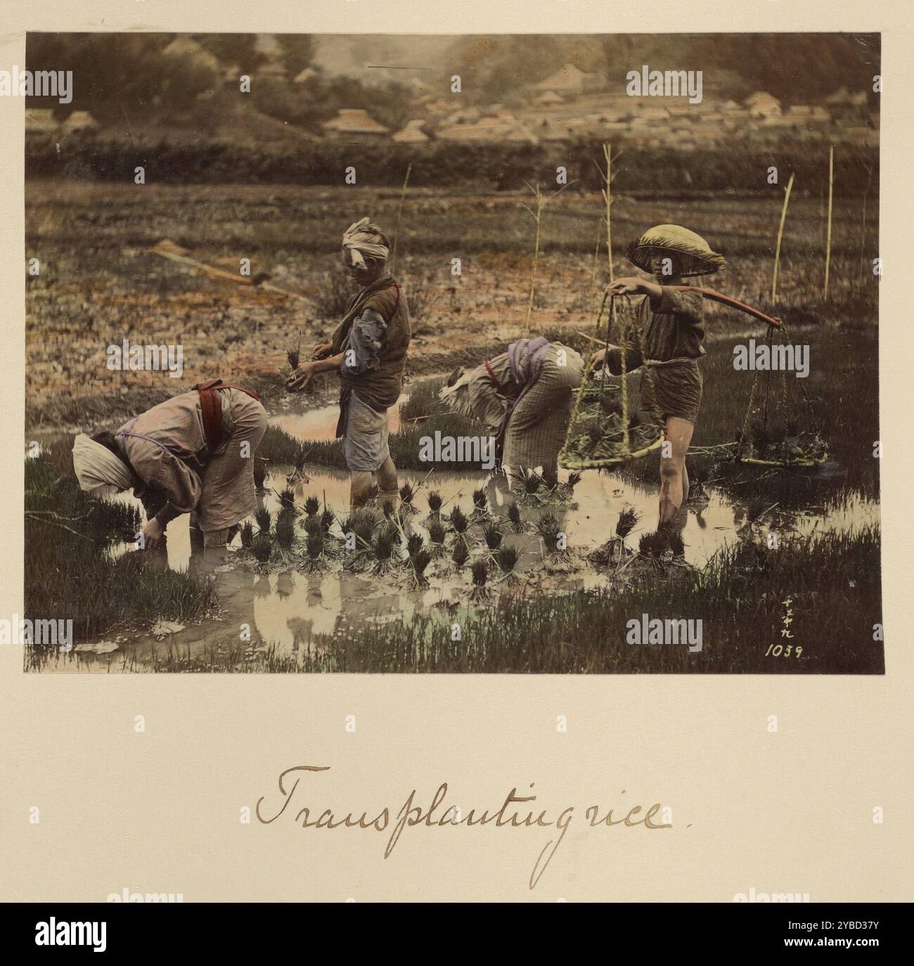 Rice paddy art photo hi-res stock photography and images - Alamy