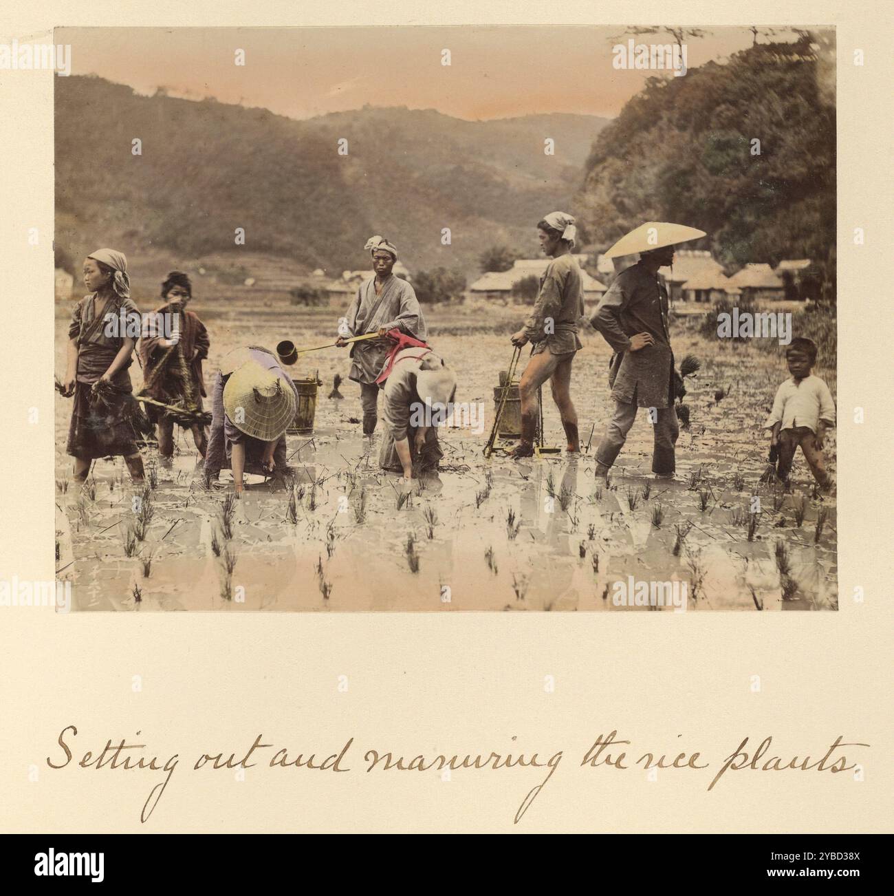Setting out and manuring the rice plants, about 1873-1883 Stock Photo ...