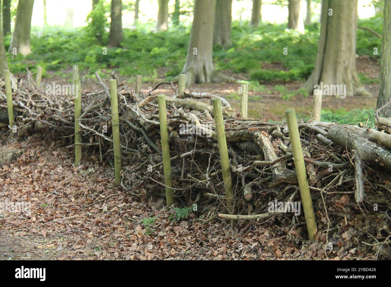 Woodland Boundary Made From Tree Branches and Twigs Stock Photo - Alamy