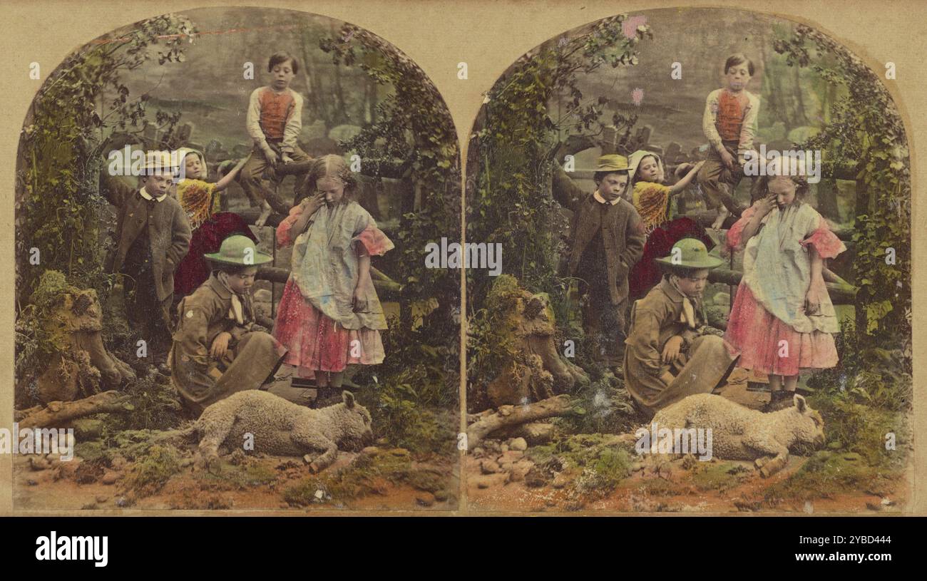 Crying lamb sheep hi-res stock photography and images - Alamy