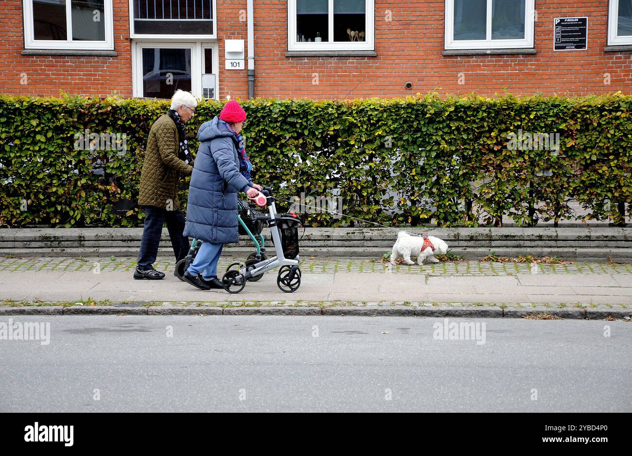 Copenhagen/ Denmark/18 October 2024/ Senior citizen walks her pets in ...