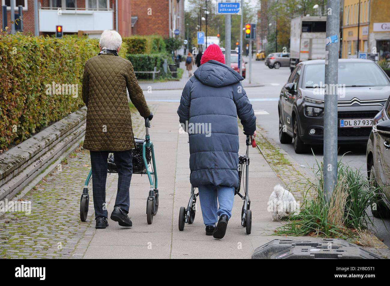 Copenhagen/ Denmark/18 October 2024/ Senior citizen walks her pets in ...