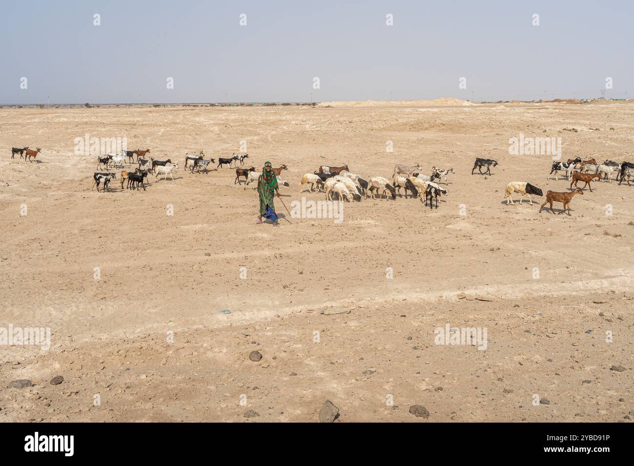 Goat shepherds, boys and girls with herd of goats, Danakil Desert ...