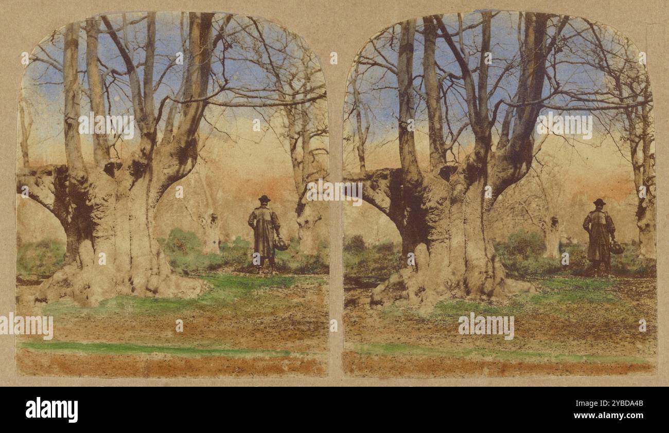 Burnham Beeches. (The finest Specimens in the World.), 1857-1859 Stock ...