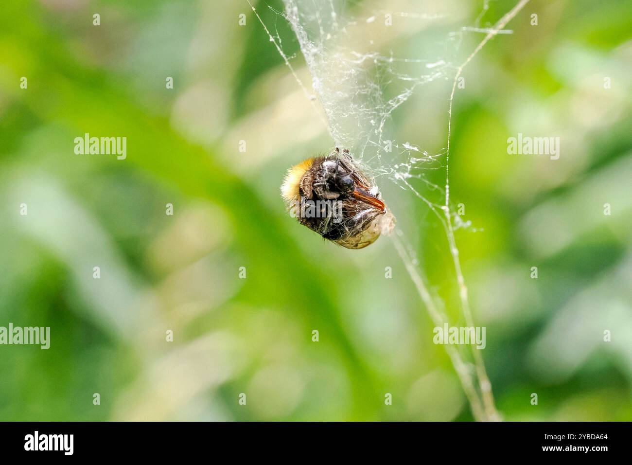 an Aculepeira ceropegia, the oak spider with prey in the web Stock ...