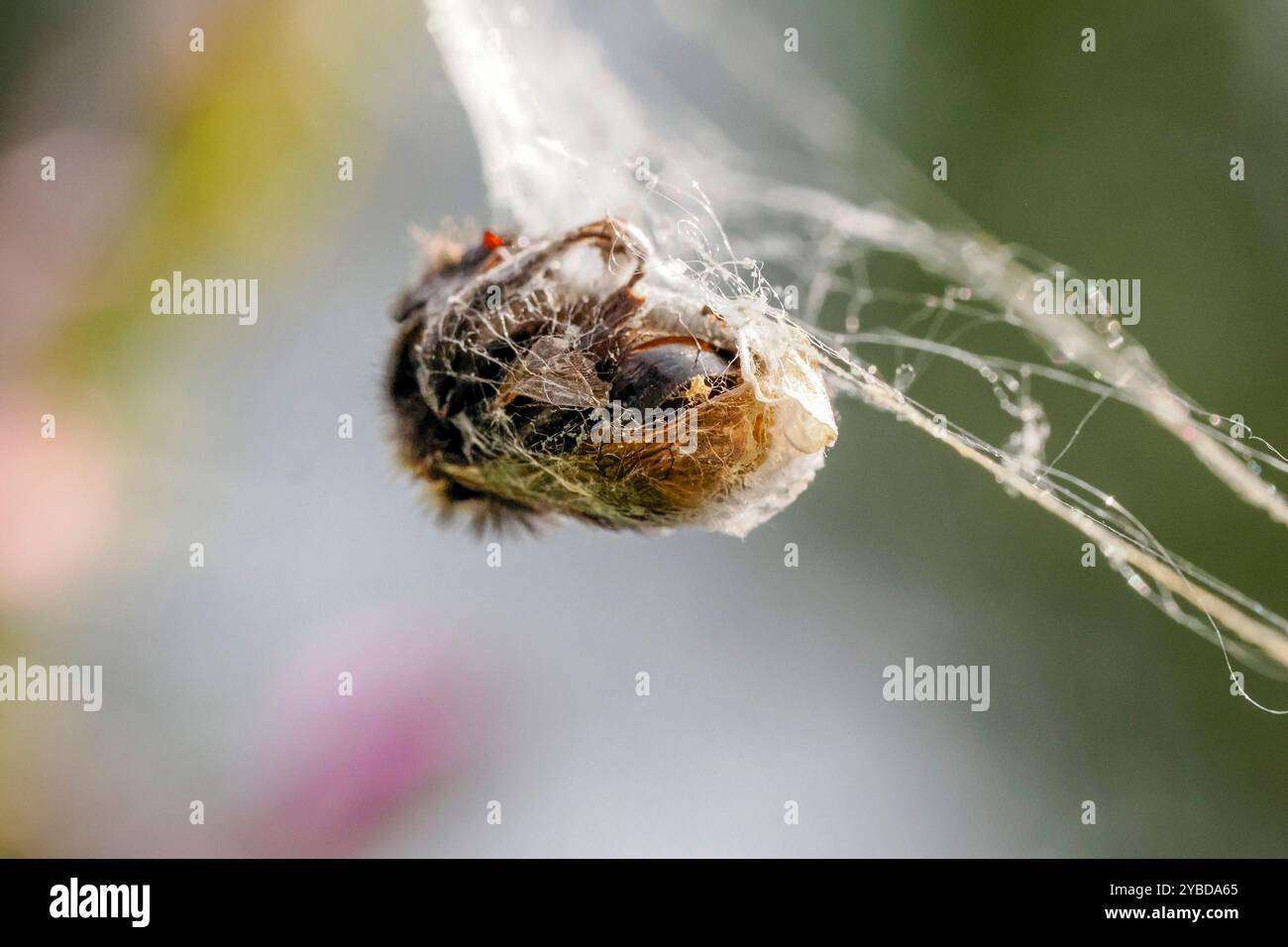 an Aculepeira ceropegia, the oak spider with prey in the web Stock ...