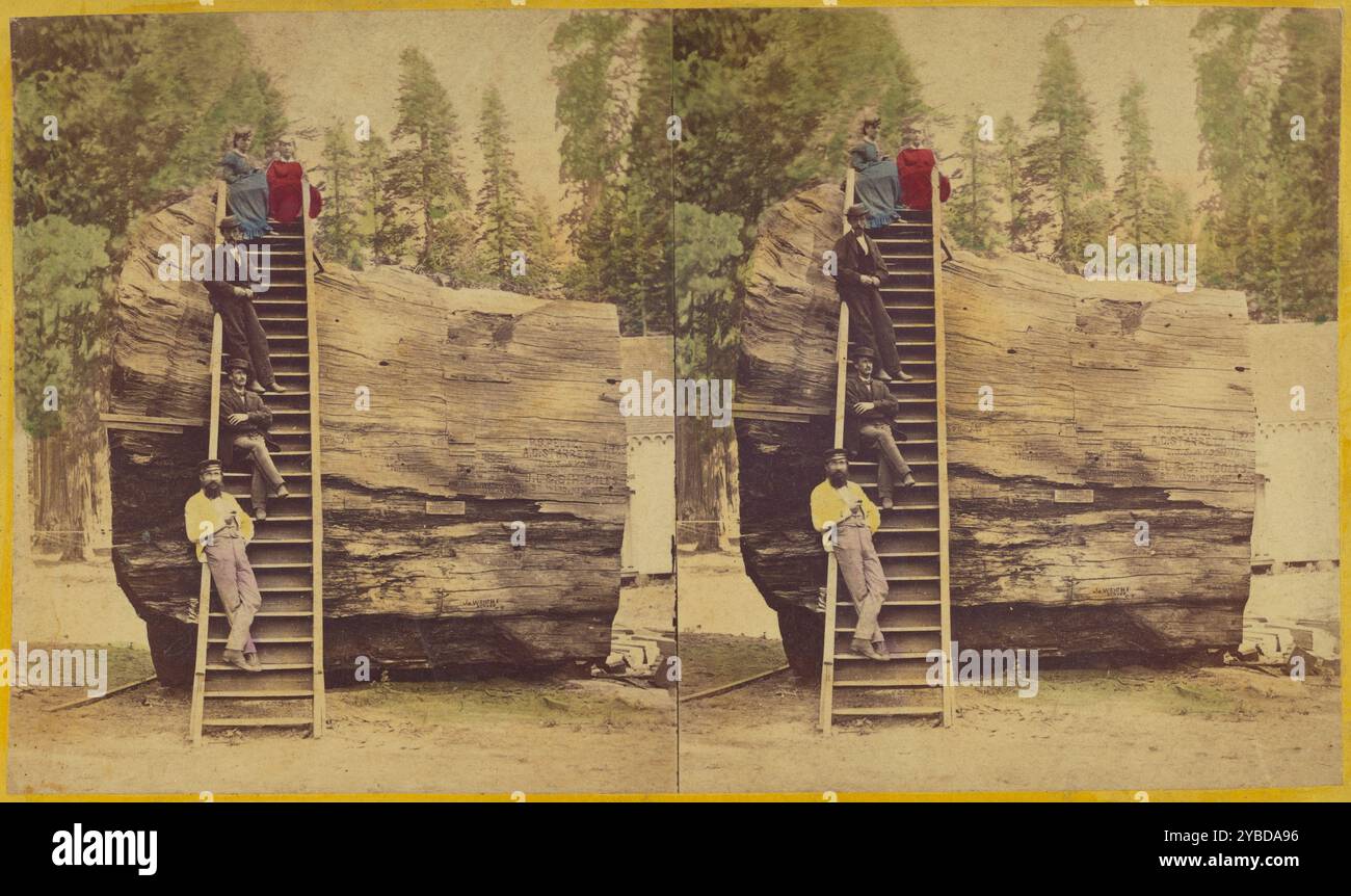 Section of the Original Big Tree, 92 ft. in circumference., 1871 Stock ...