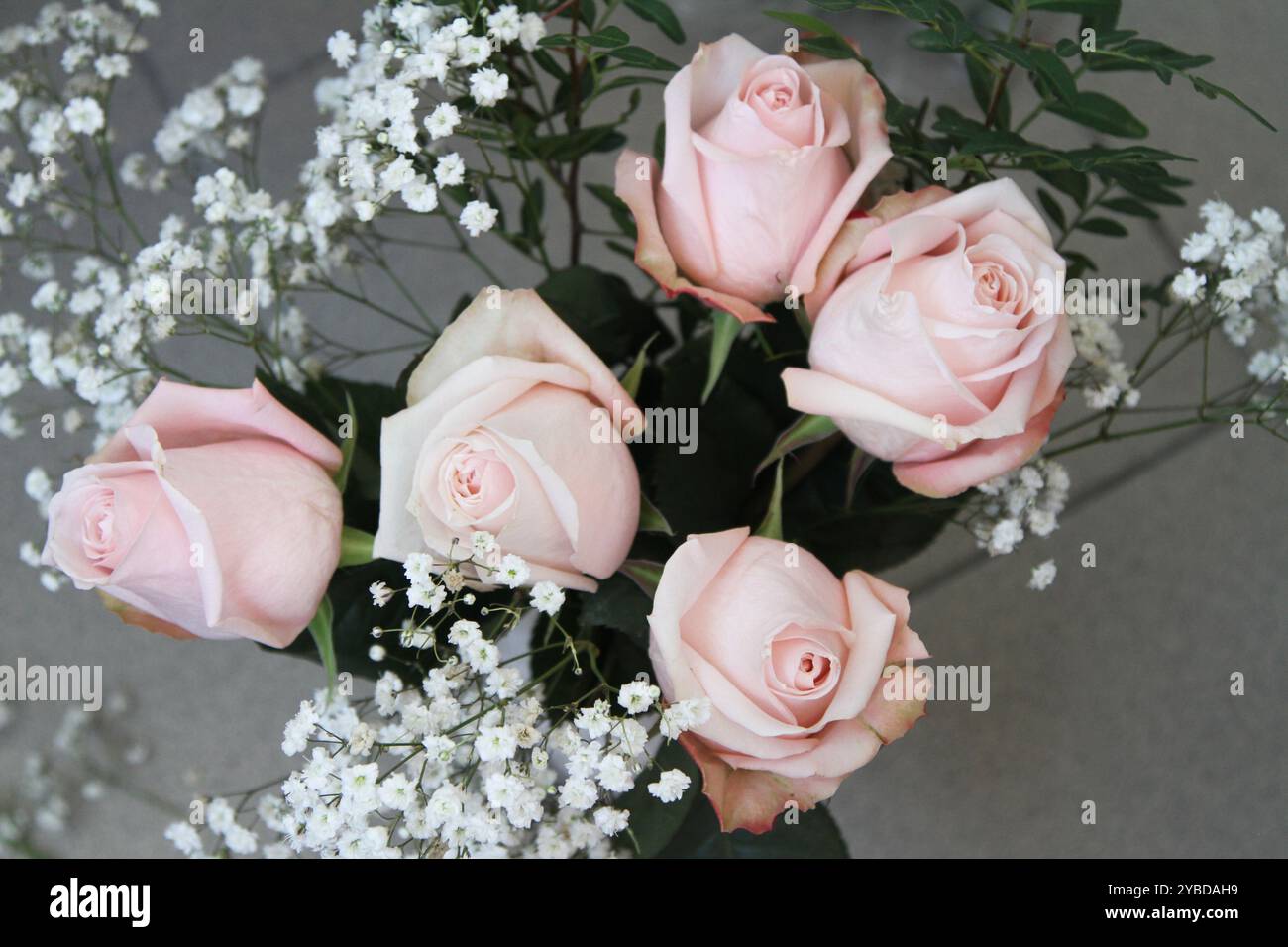 Gypsophila and rose hi-res stock photography and images - Alamy