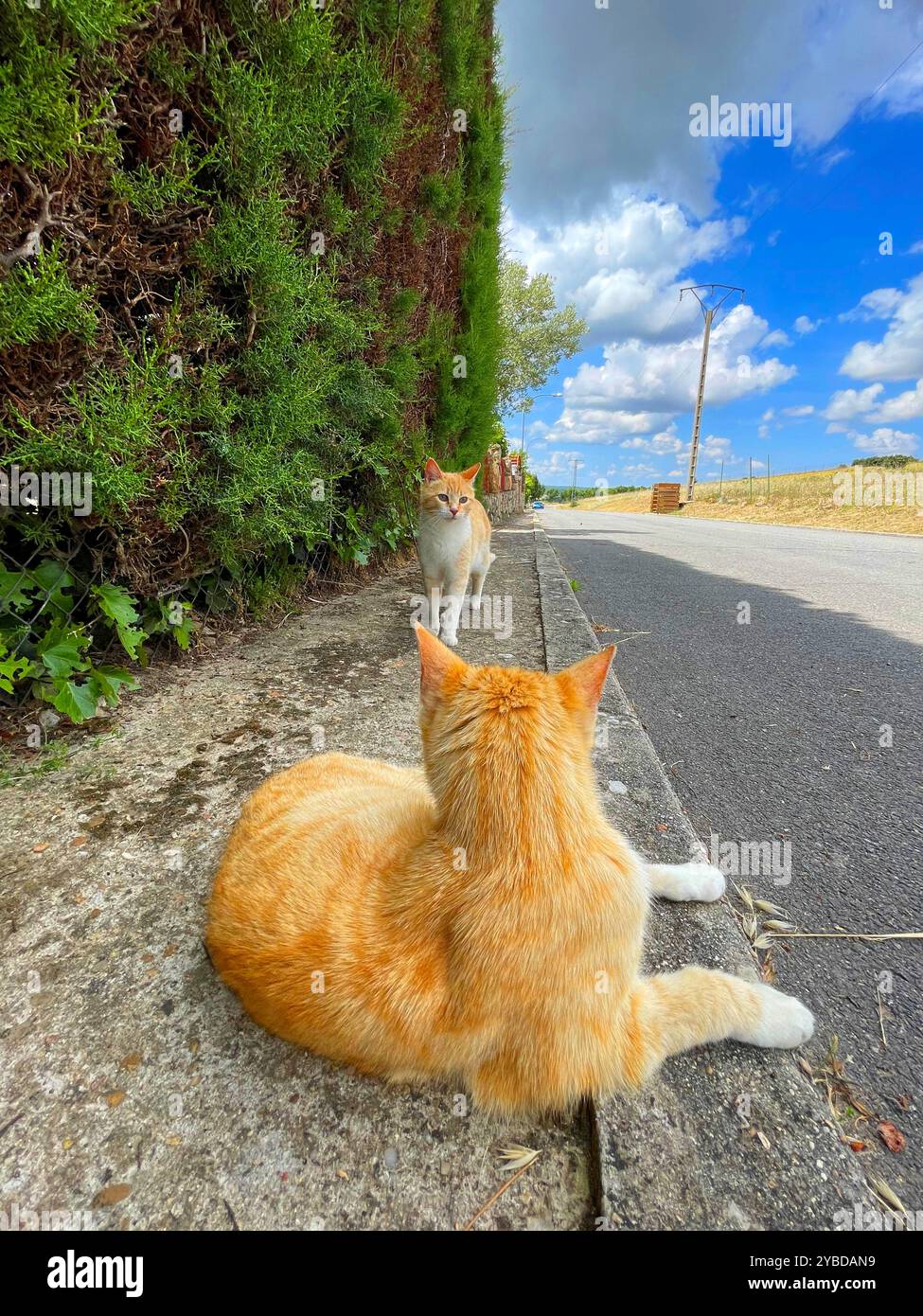 Two stray cats Stock Photo - Alamy