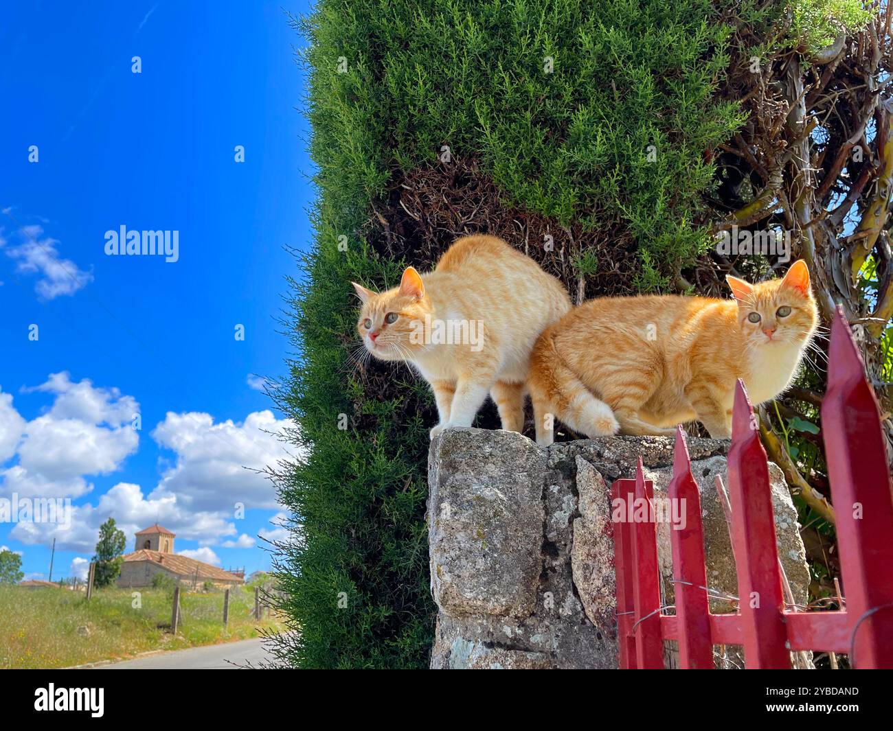 Two frightened cats Stock Photo - Alamy