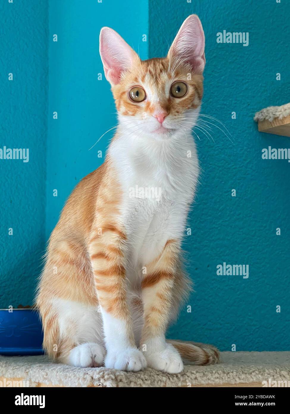 Tabby and white kitten Stock Photo - Alamy