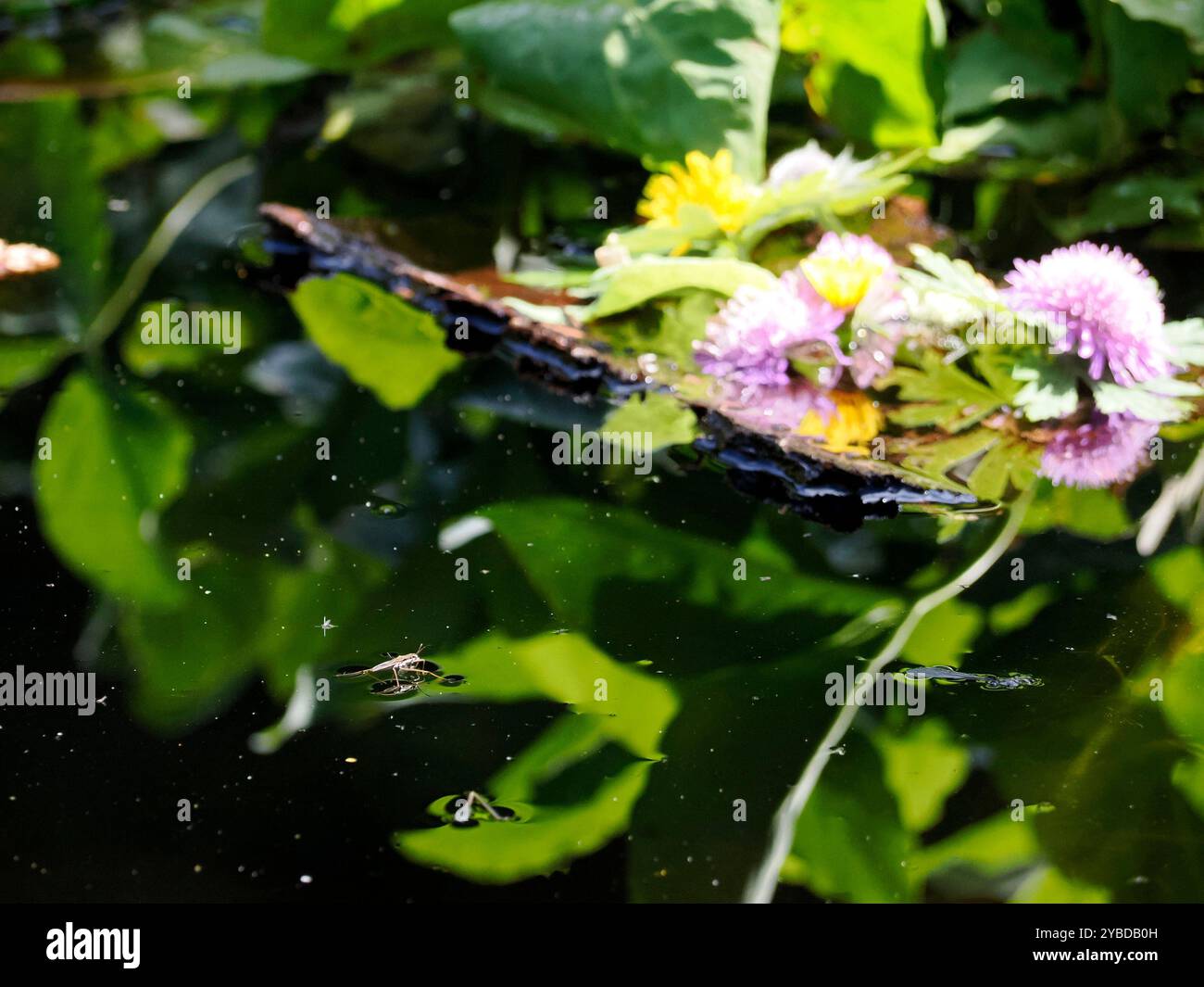 a skater insect in a pond in dolomites Stock Photo - Alamy