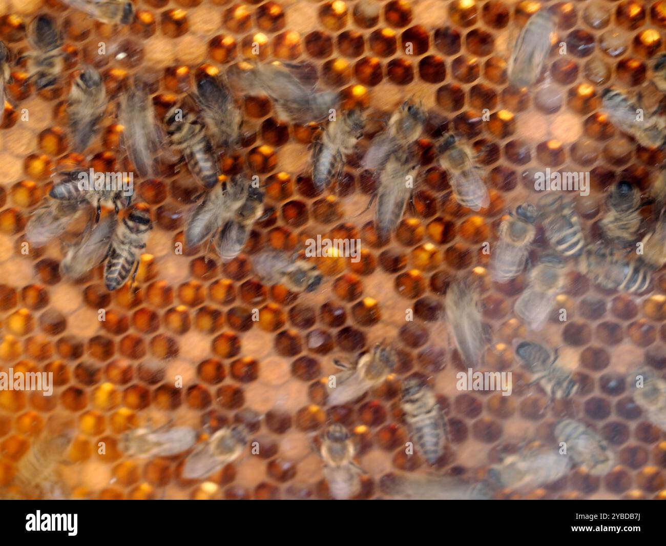 move effect long exposure on bees are making honey inside a beehive ...