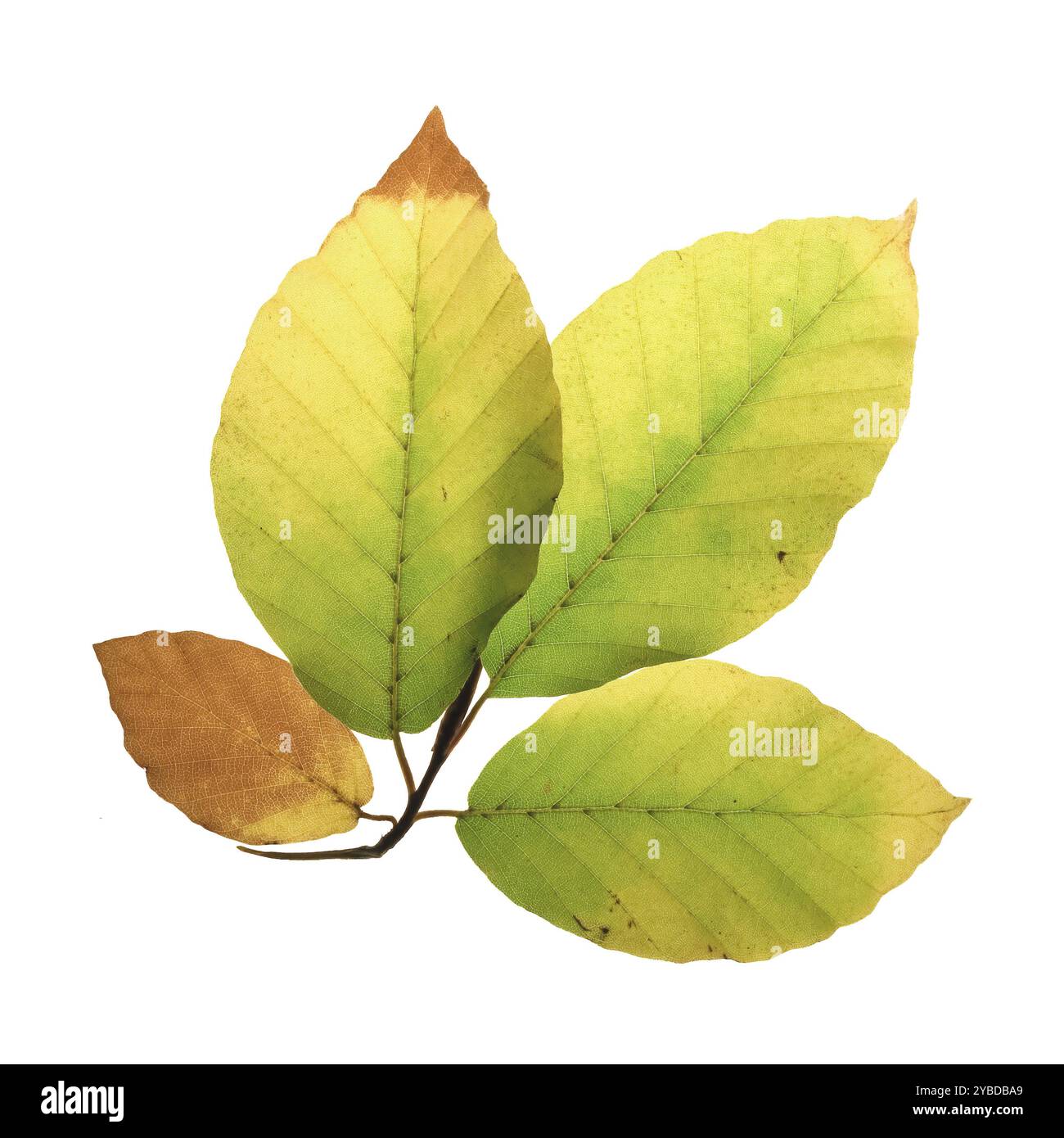 Dry beech leaves autumn Cut Out Stock Images & Pictures - Alamy