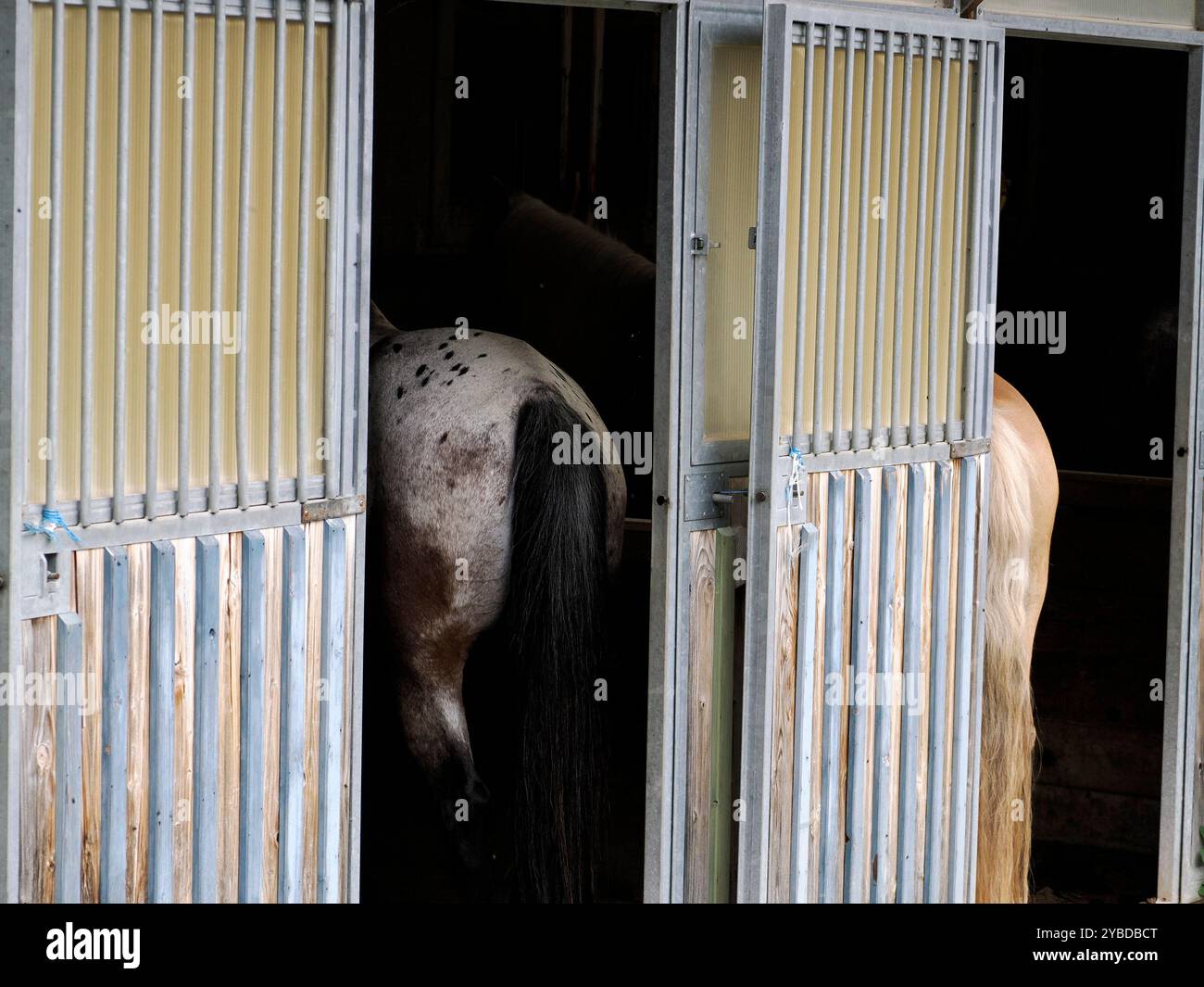 touring horse inside a stable detail Stock Photo - Alamy