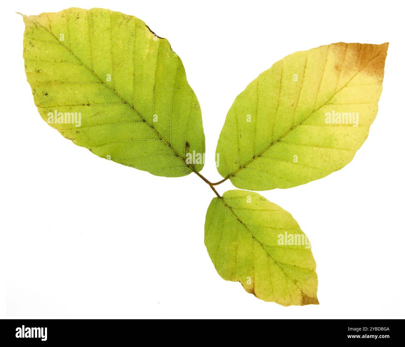 Green woodland texture Cut Out Stock Images & Pictures - Alamy