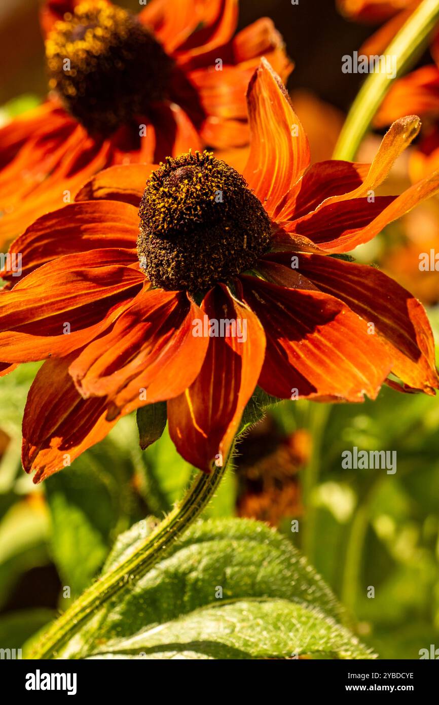 Superbly prolific and variable Rudbeckia Summerina Yellow, Summerina ...