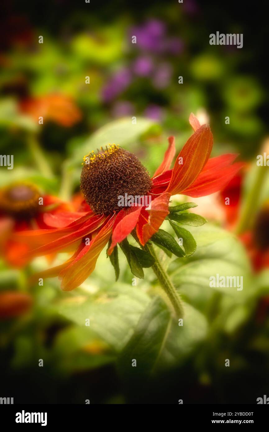 Superbly prolific and variable Rudbeckia Summerina Yellow, Summerina ...