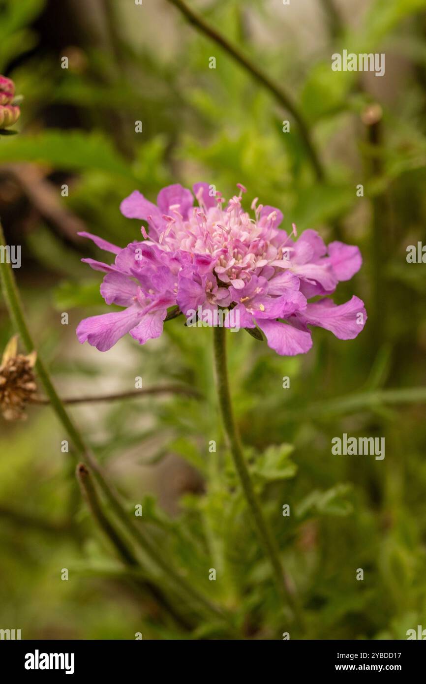 Natural close up flowering plant portrait of single Scabiosa Caucasica ...