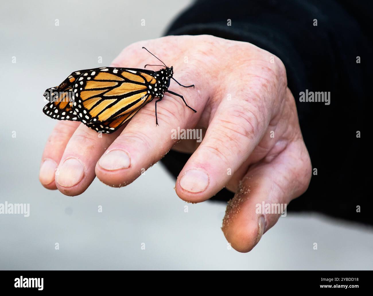 Butterfly people hi-res stock photography and images - Alamy