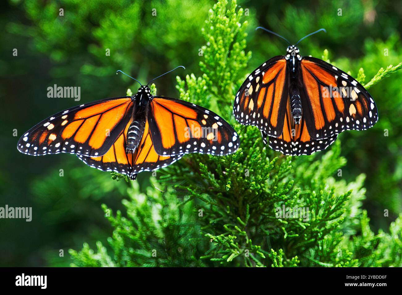 Male and female Monarch butterfly Stock Photo - Alamy